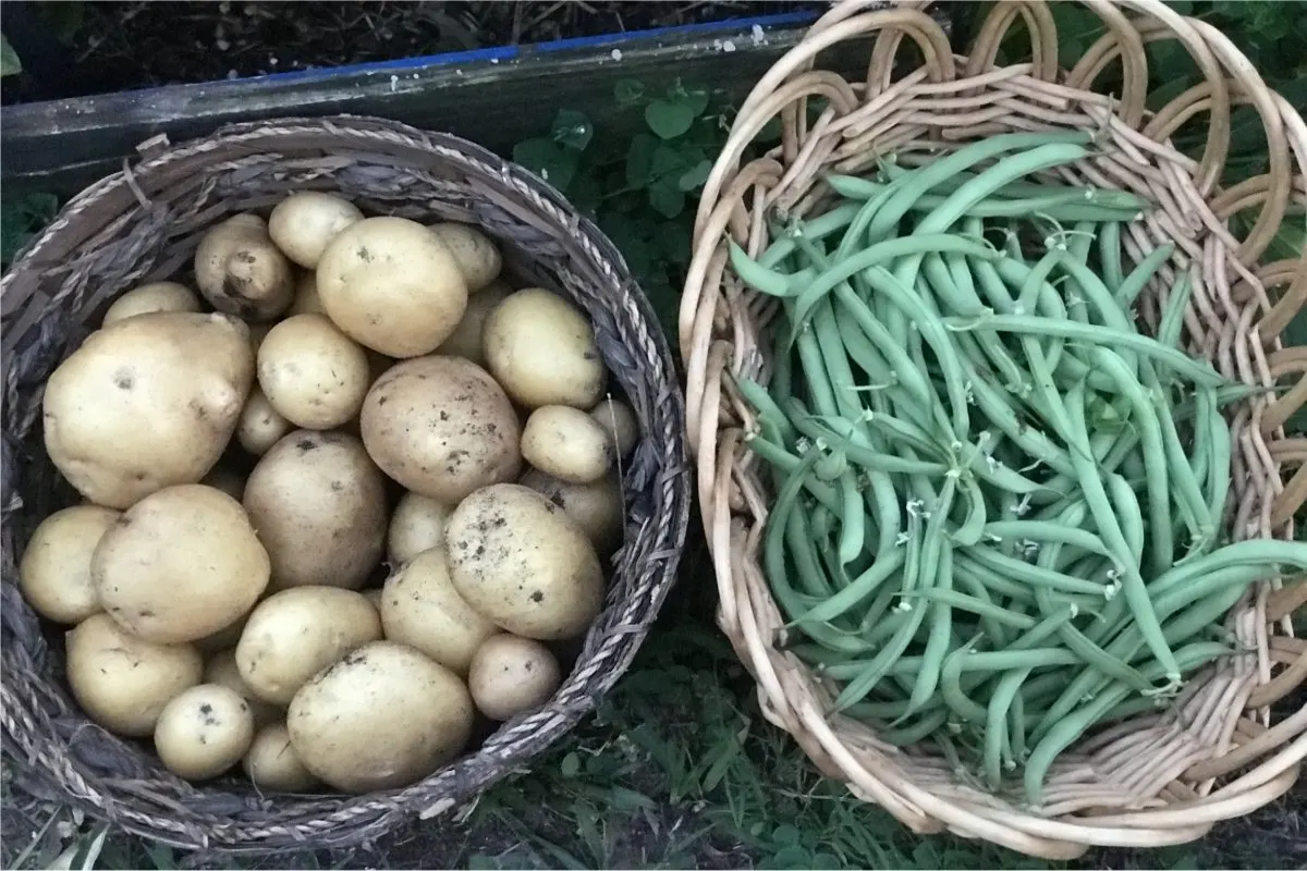 8 Plants You Should Never Grow Near Potatoes (& 11 Beneficial Companions)