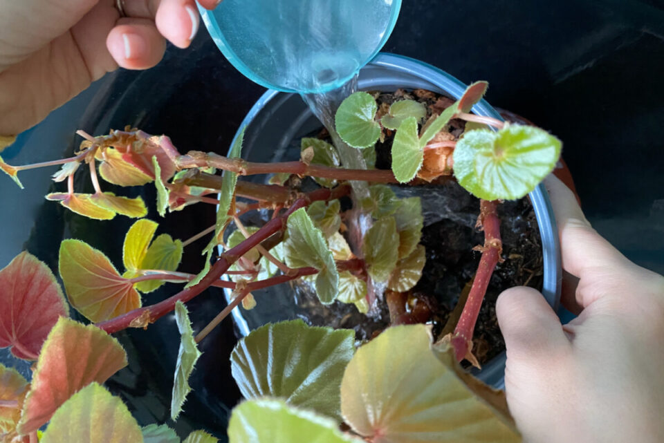 Signs Your Houseplants Need Leaching & How To Do It