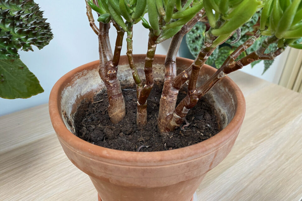 Signs Your Houseplants Need Leaching & How To Do It