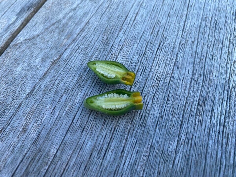 Blind Daffodils – 3 Reasons Your Daffodils Aren't Flowering & How To Fix It