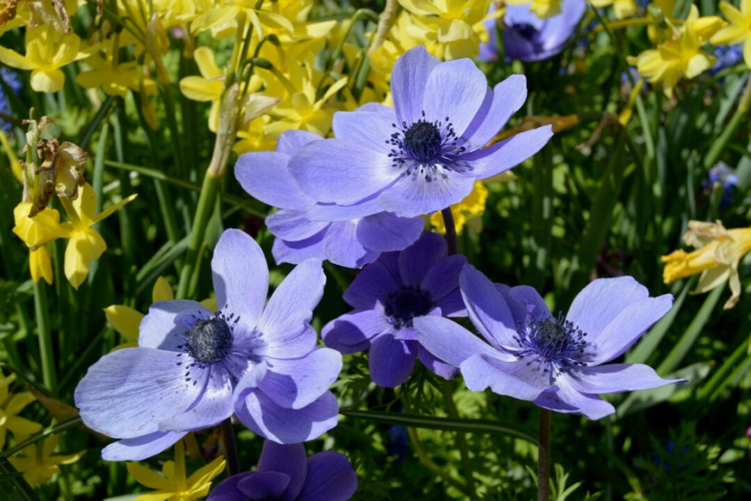8 Bulbs to Plant in March for Vibrant Summer Colors