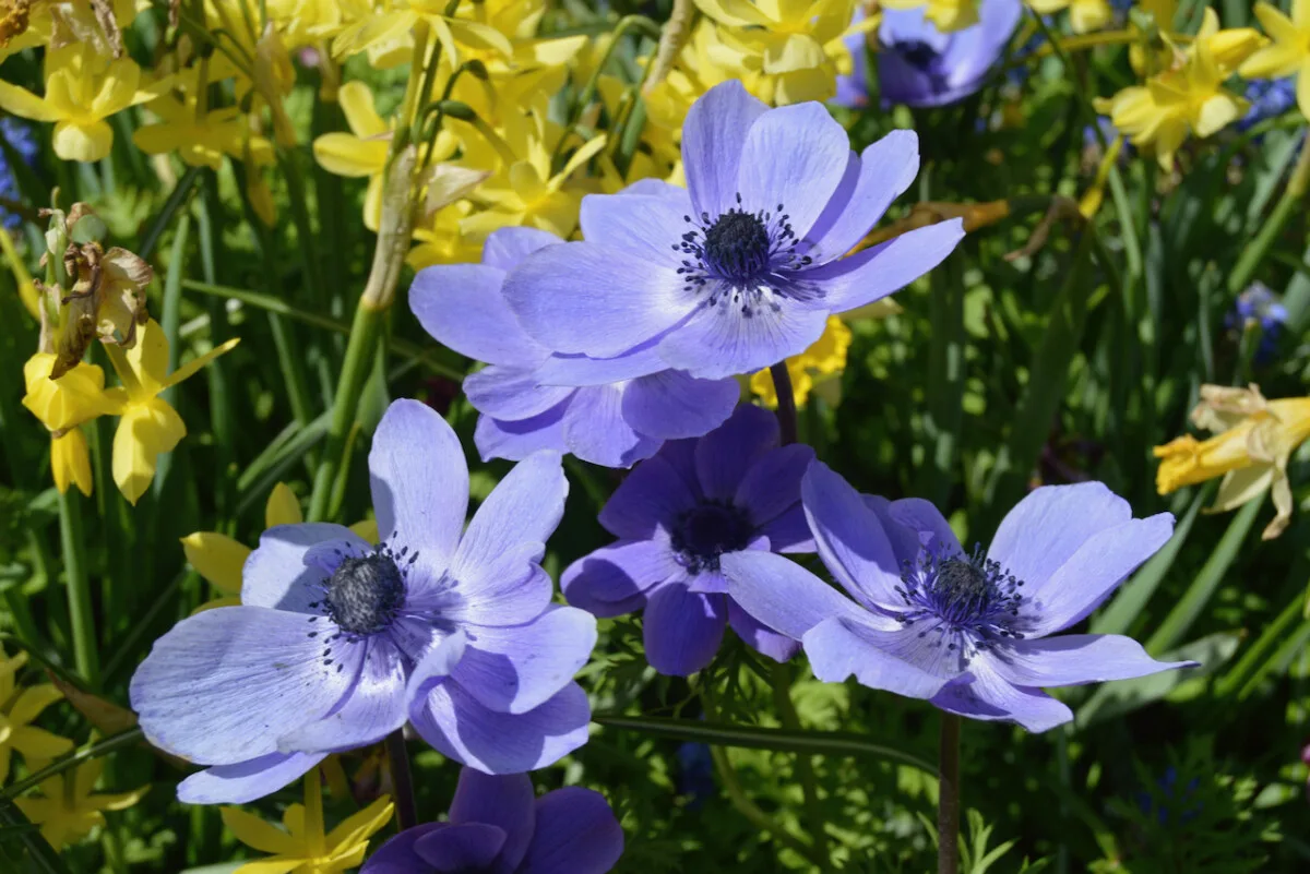 8 Bulbs to Plant in March for Vibrant Summer Colors