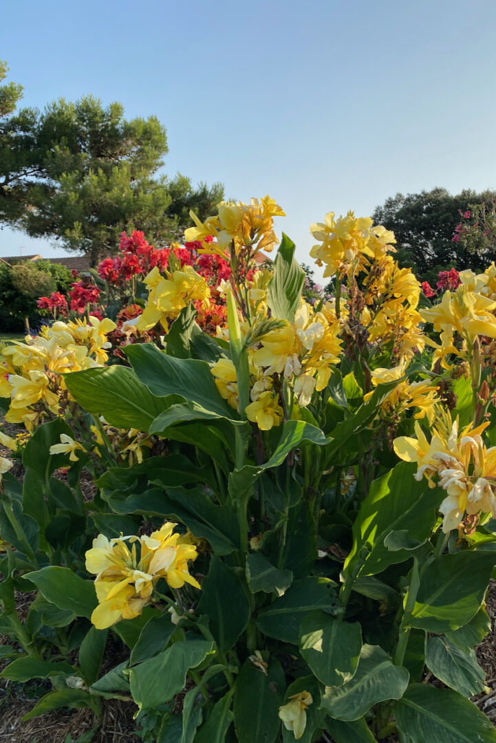 8 Bulbs to Plant in March for Vibrant Summer Colors