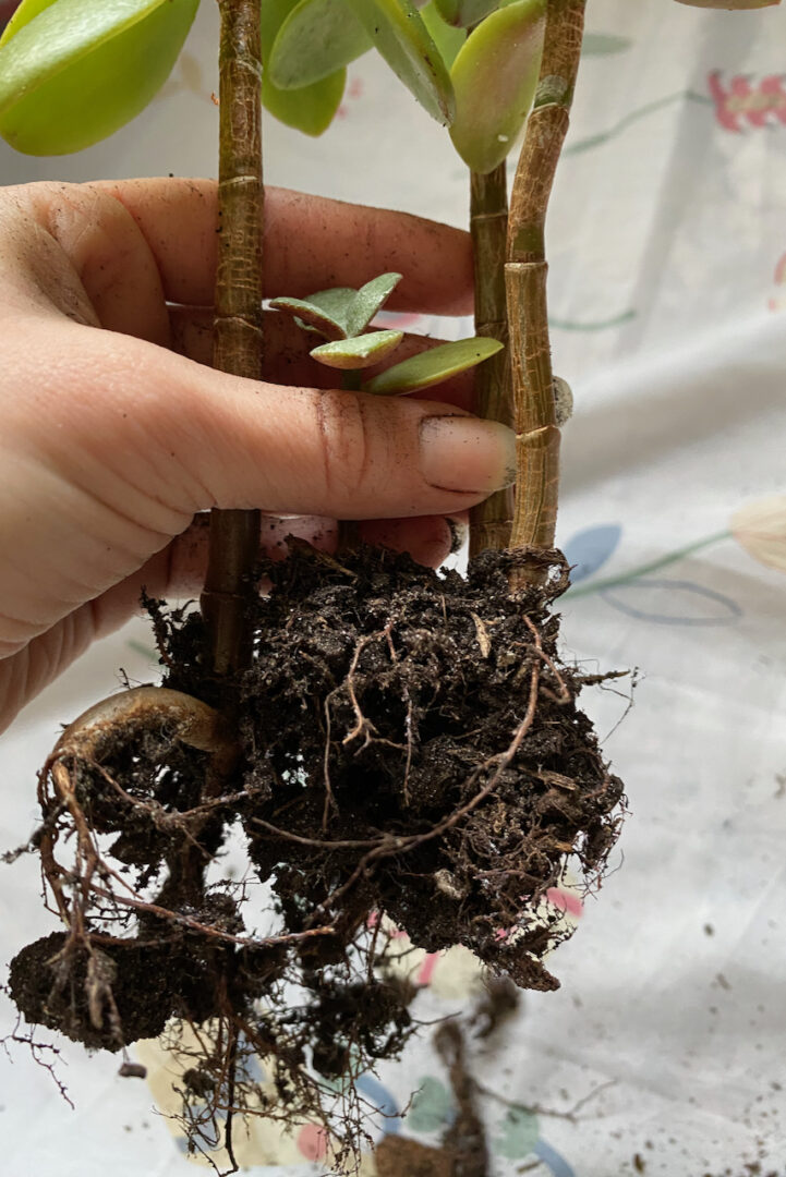 4 Times When You Should Repot Your Houseplant to a Smaller Pot