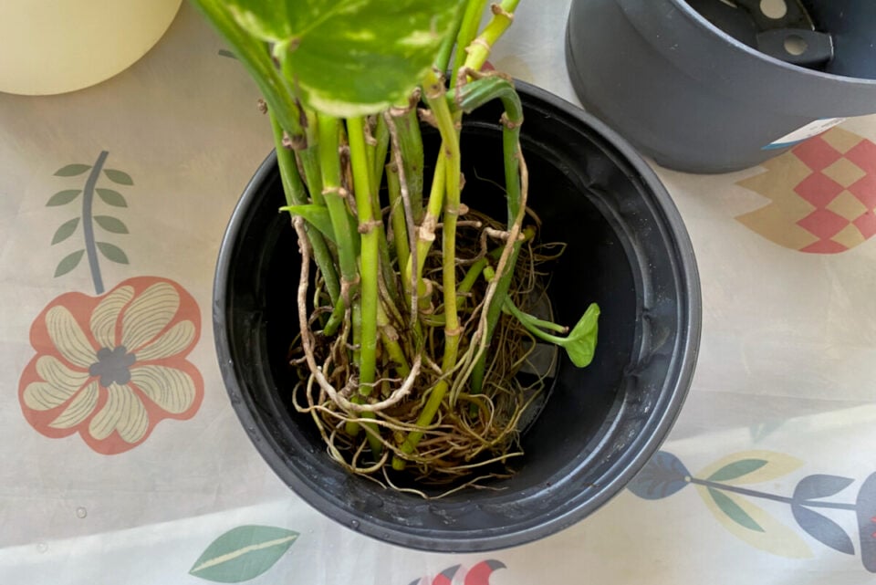 4 Times When You Should Repot Your Houseplant to a Smaller Pot