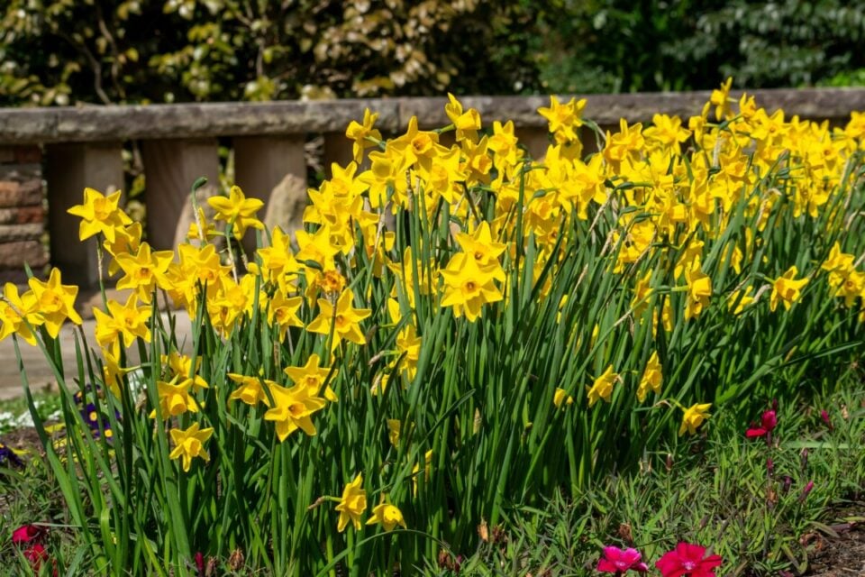 Blind Daffodils – 3 Reasons Your Daffodils Aren't Flowering & How To Fix It
