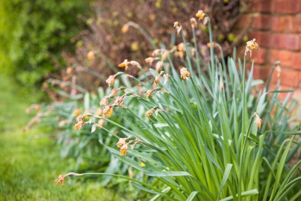 Blind Daffodils – 3 Reasons Your Daffodils Aren't Flowering & How To Fix It