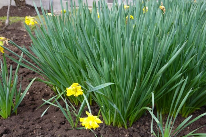 Blind Daffodils – 3 Reasons Your Daffodils Aren't Flowering & How To Fix It