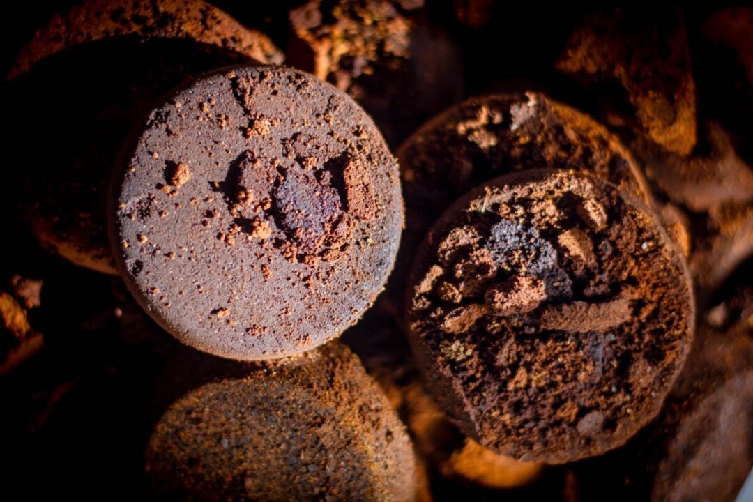 Why You Should NEVER Use Coffee Grounds In Your Garden