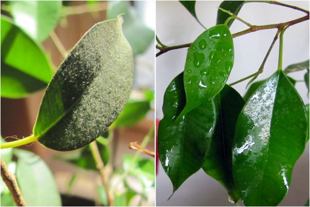 Why You Need To Clean Dust Off Houseplants (& 9 Ways To Do It)