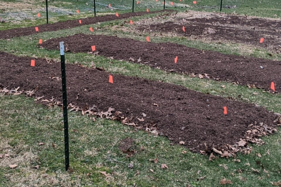 Start a Garden for Free – No-Nonsense Advice from a Real Gardener