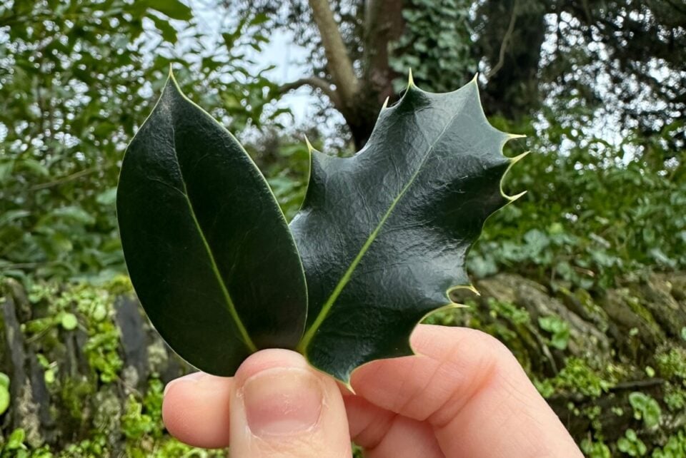 The Weird Reason Holly Gets Super Spiky + 3 More Cool Things About Holly