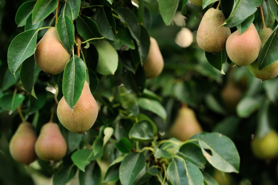30 Plants You Shouldn’t Prune in Spring