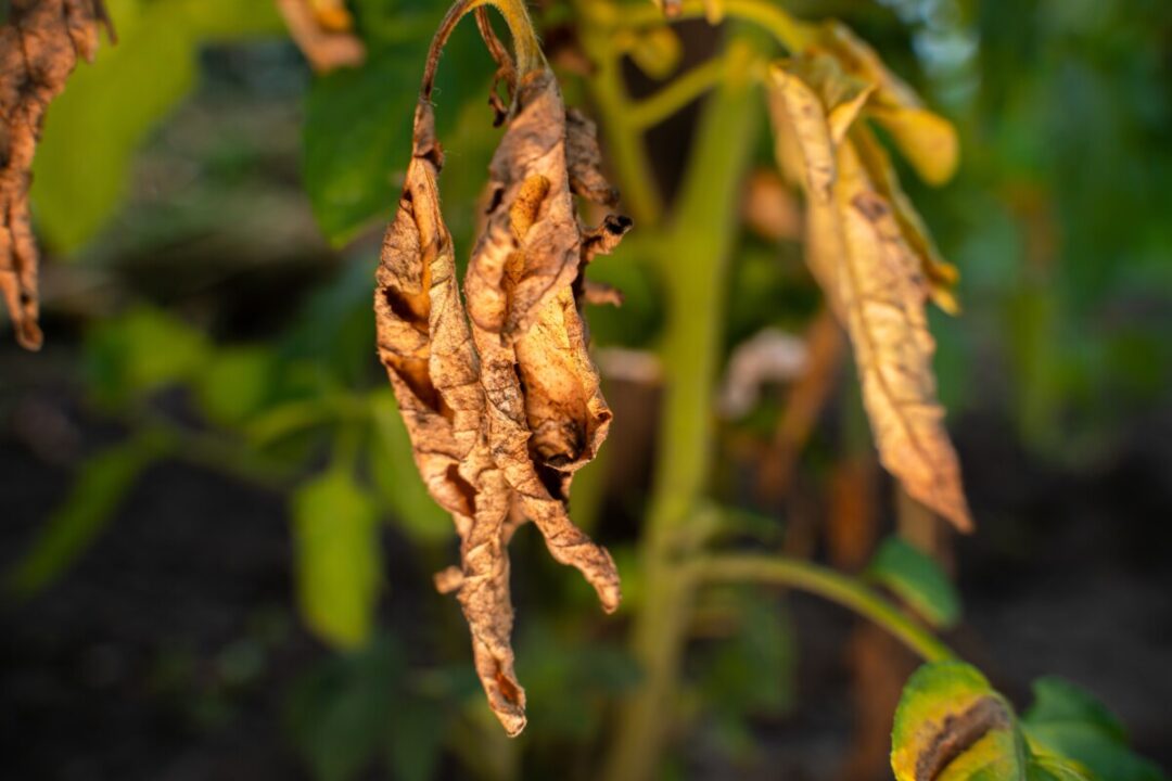 Why Gardeners Need to Stop Worrying about Non-GMO Seeds