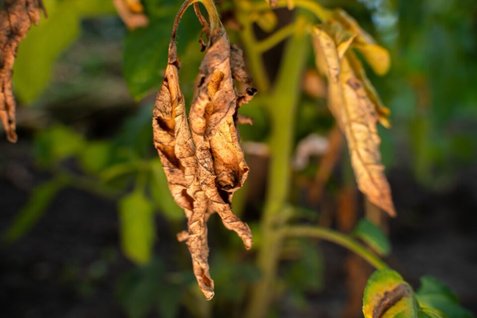 Why Gardeners Need to Stop Worrying about Non-GMO Seeds