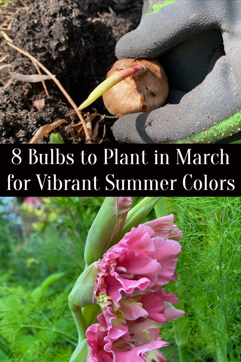 8 Bulbs to Plant in March for Vibrant Summer Colors