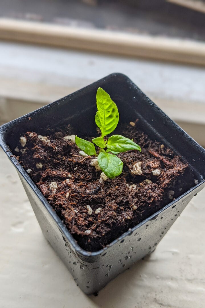8 Reasons Starting Your Own Seedlings is a Complete Waste of Time & Money