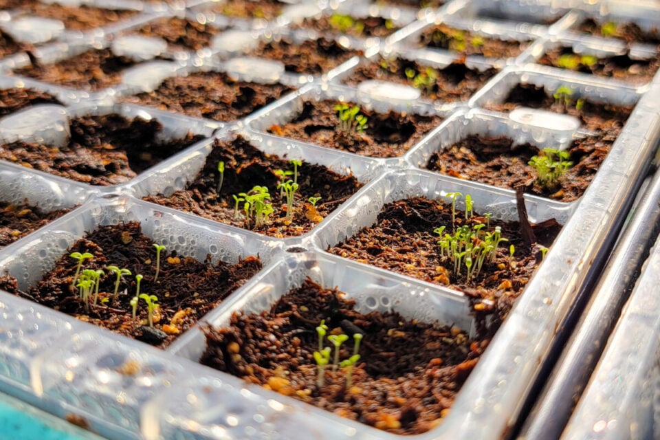 8 Reasons Starting Your Own Seedlings is a Complete Waste of Time & Money