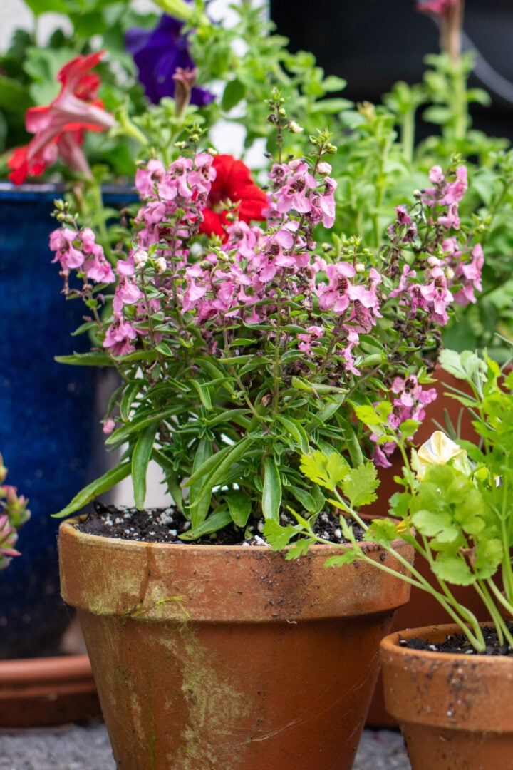 16 Flowers to Sow Indoors In January or February