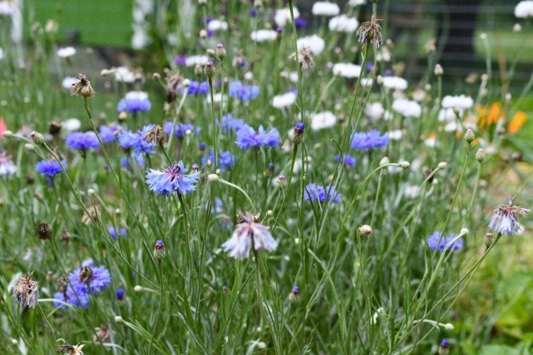 16 Flowers to Sow Indoors In January or February