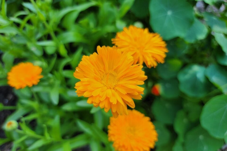 16 Flowers to Sow Indoors In January or February