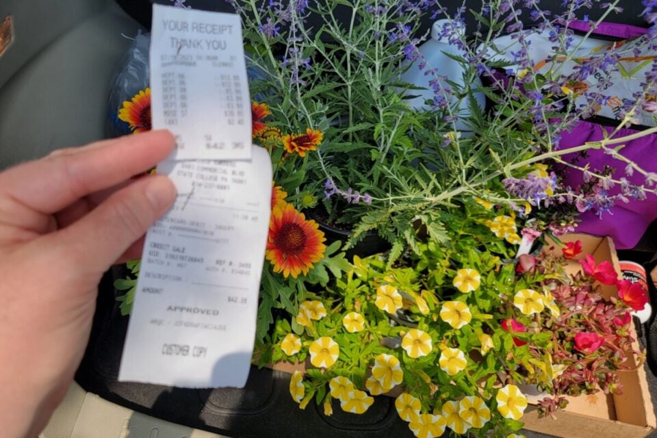 16 Flowers to Sow Indoors In January or February