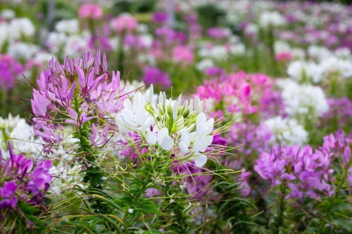 16 Flowers to Sow Indoors In January or February