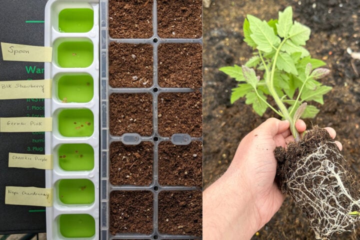 Sow Tomato Seeds the Right Way & Say Goodbye to Leggy Seedlings