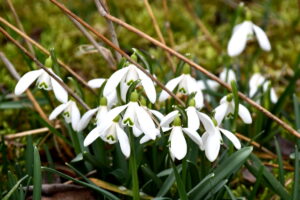 13 Ways to Celebrate the First Day of Spring - Gardeners' Edition