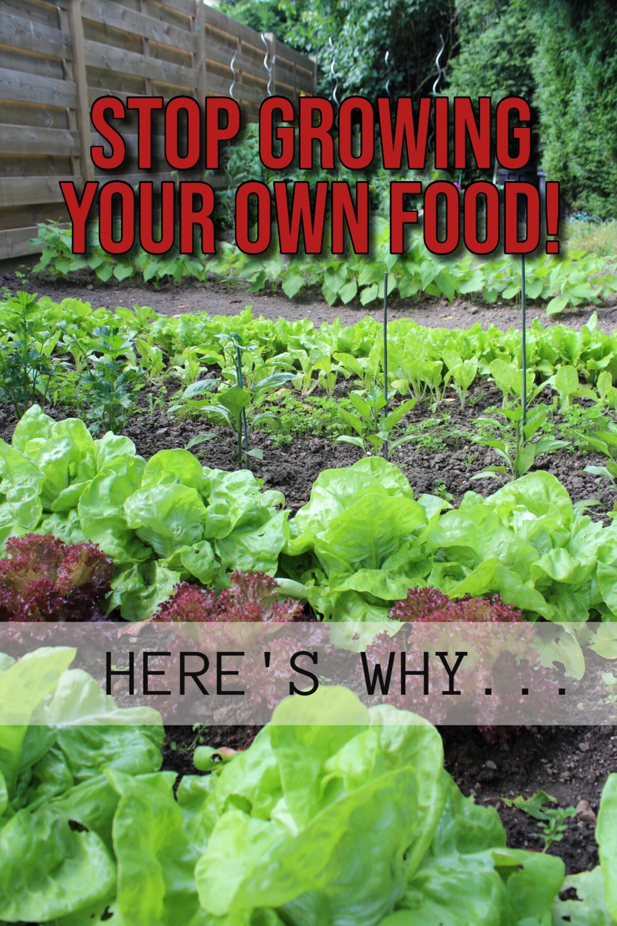 6 Reasons You Should Stop Growing Your Own Food