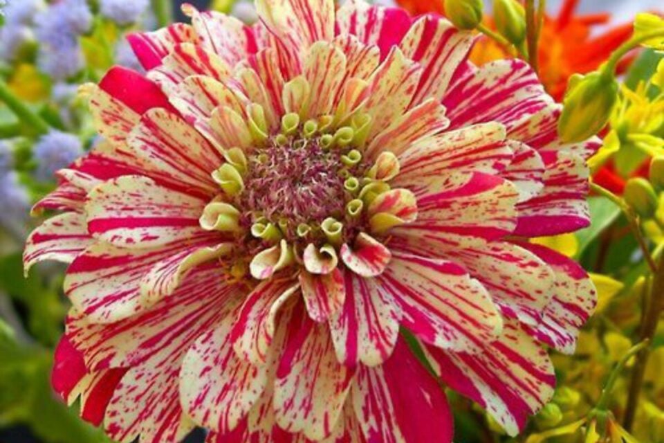 Why Every Gardener Should Plant Zinnias This Year