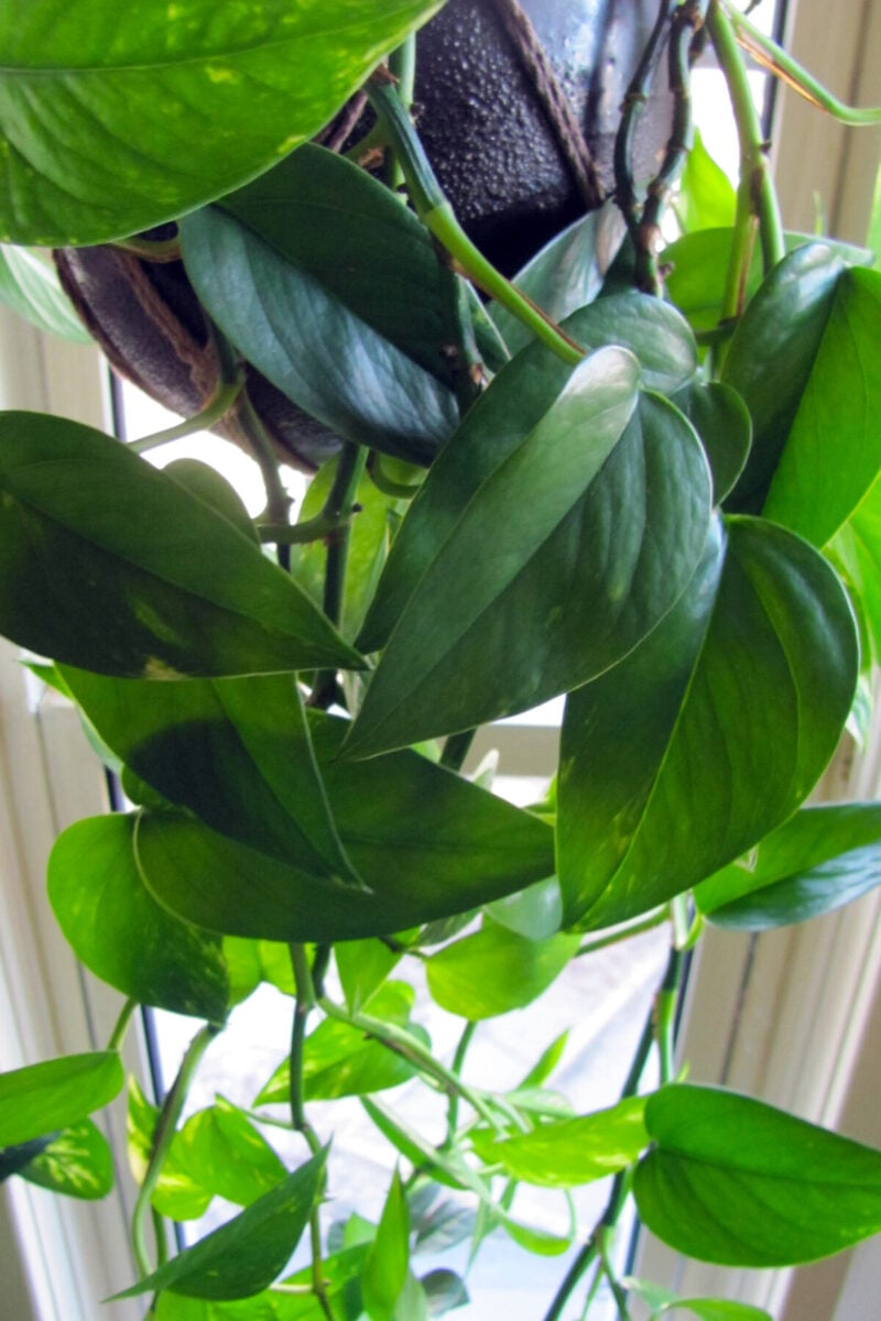 10 Best Trailing Houseplants for Hanging Displays