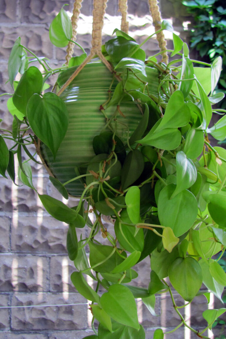 10 Best Trailing Houseplants for Hanging Displays