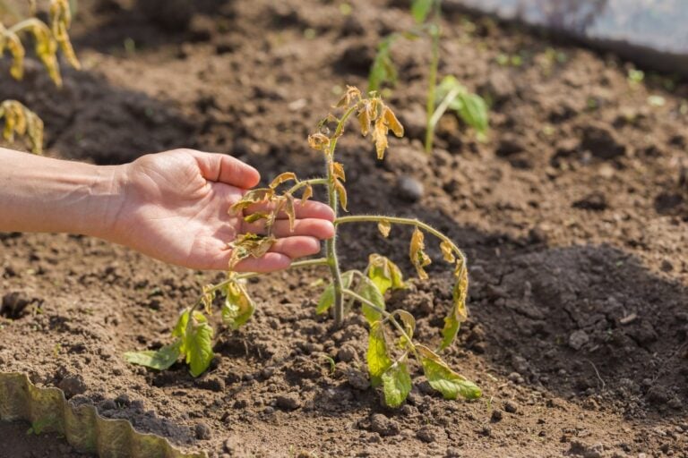 30 Allelopathic Plants That Can Seriously Harm Your Garden