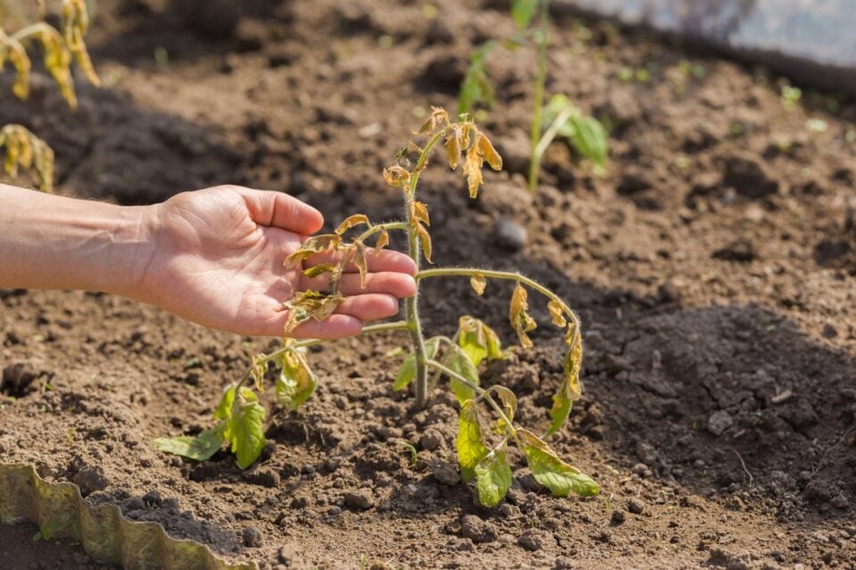 30 Allelopathic Plants That Can Seriously Harm Your Garden