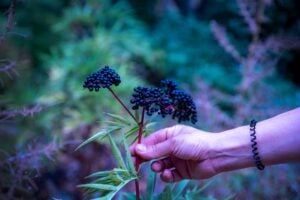 30 Allelopathic Plants That Can Seriously Harm Your Garden