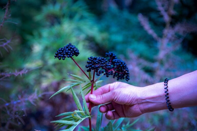 30 Allelopathic Plants That Can Seriously Harm Your Garden