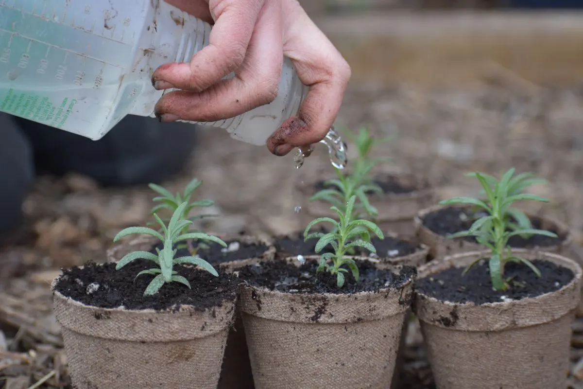 30 Allelopathic Plants That Can Seriously Harm Your Garden
