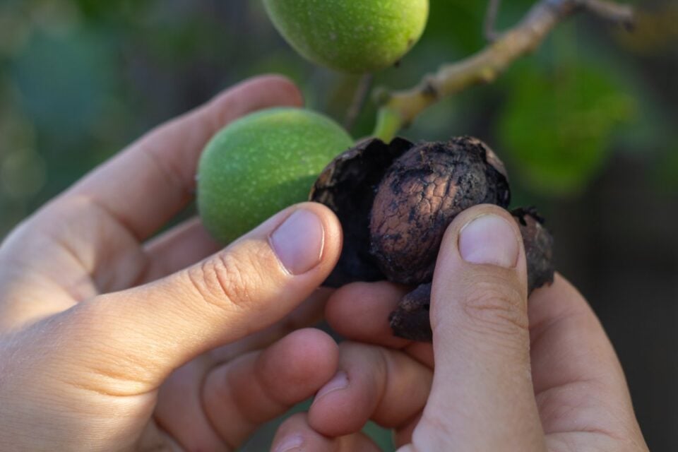 30 Allelopathic Plants That Can Seriously Harm Your Garden