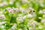30 Allelopathic Plants That Can Seriously Harm Your Garden