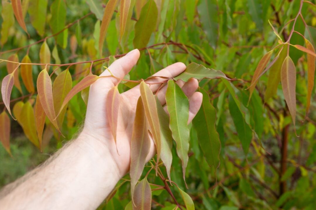 30 Allelopathic Plants That Can Seriously Harm Your Garden
