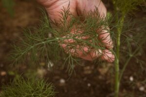 30 Allelopathic Plants That Can Seriously Harm Your Garden