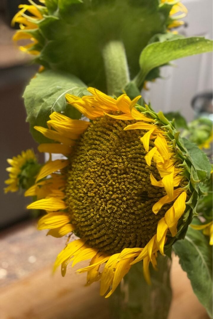 30 Allelopathic Plants That Can Seriously Harm Your Garden