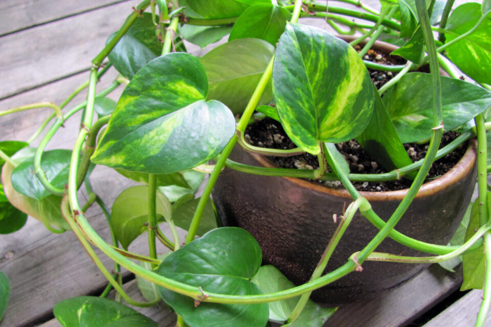 5 Ways to Keep Your Houseplant Addiction Affordable