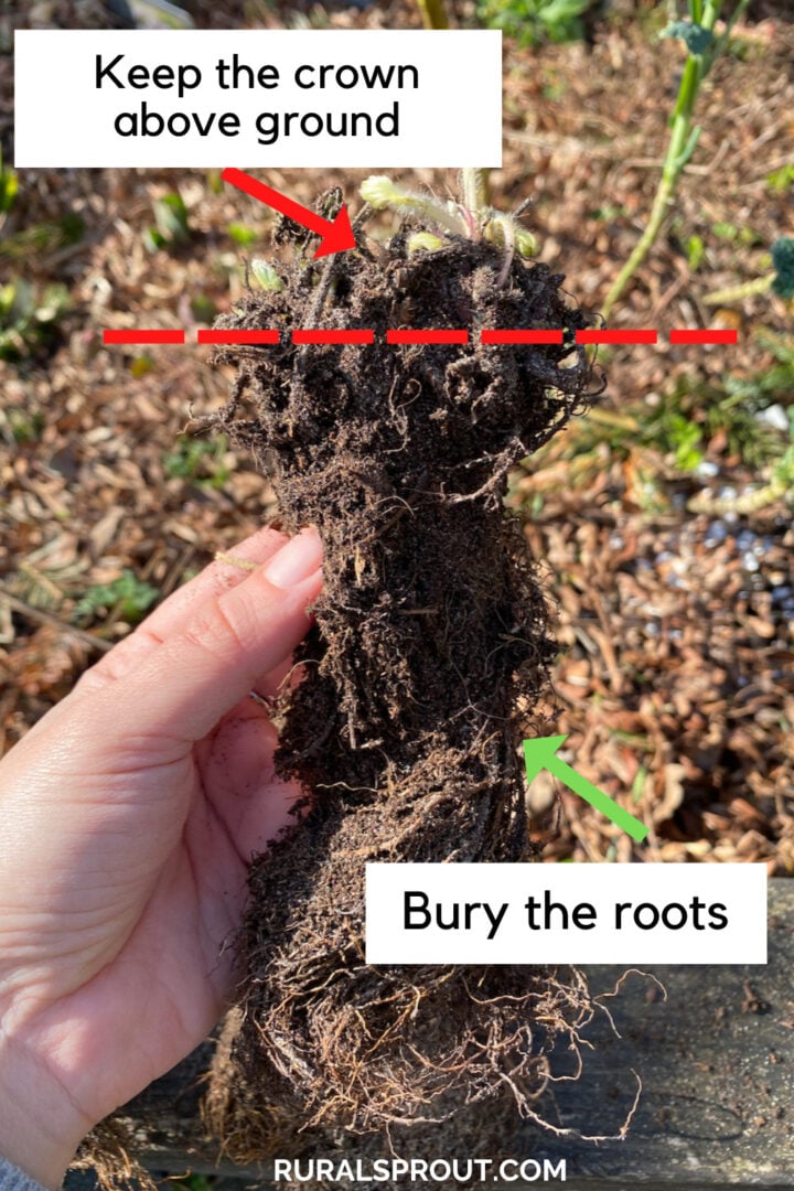 How to Go From Bare Roots to Strawberries in a Few Months