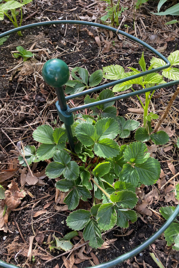 How to Go From Bare Roots to Strawberries in a Few Months