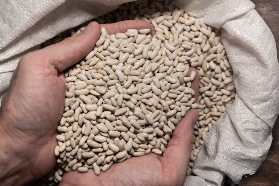 The Myth Behind Using Beans to Fix Nitrogen in the Soil