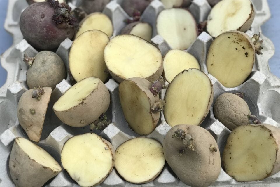 How to Easily Grow Potatoes In a Cardboard Box