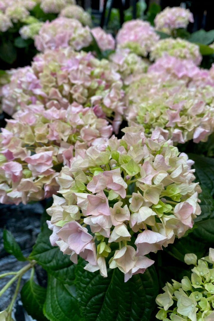 5 Spring Hydrangea Jobs for Beautiful Summer Blooms