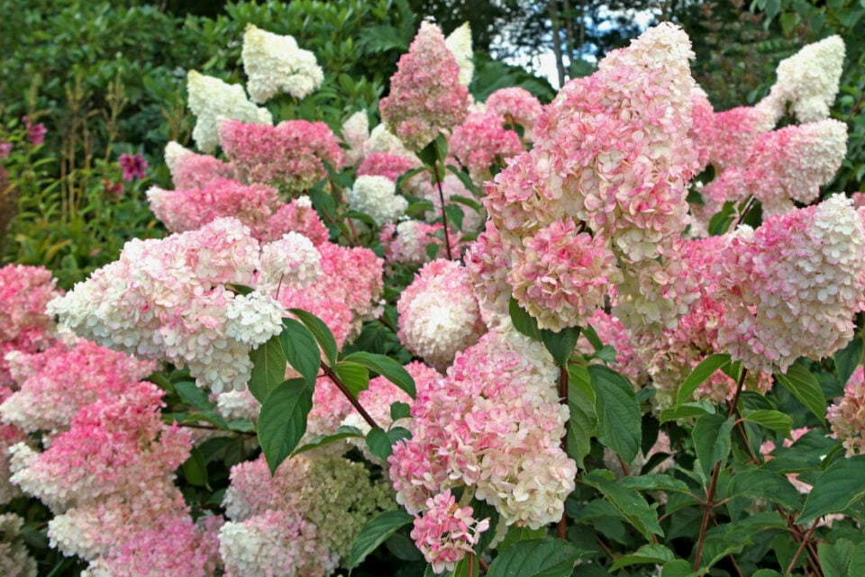 5 Spring Hydrangea Jobs for Beautiful Summer Blooms